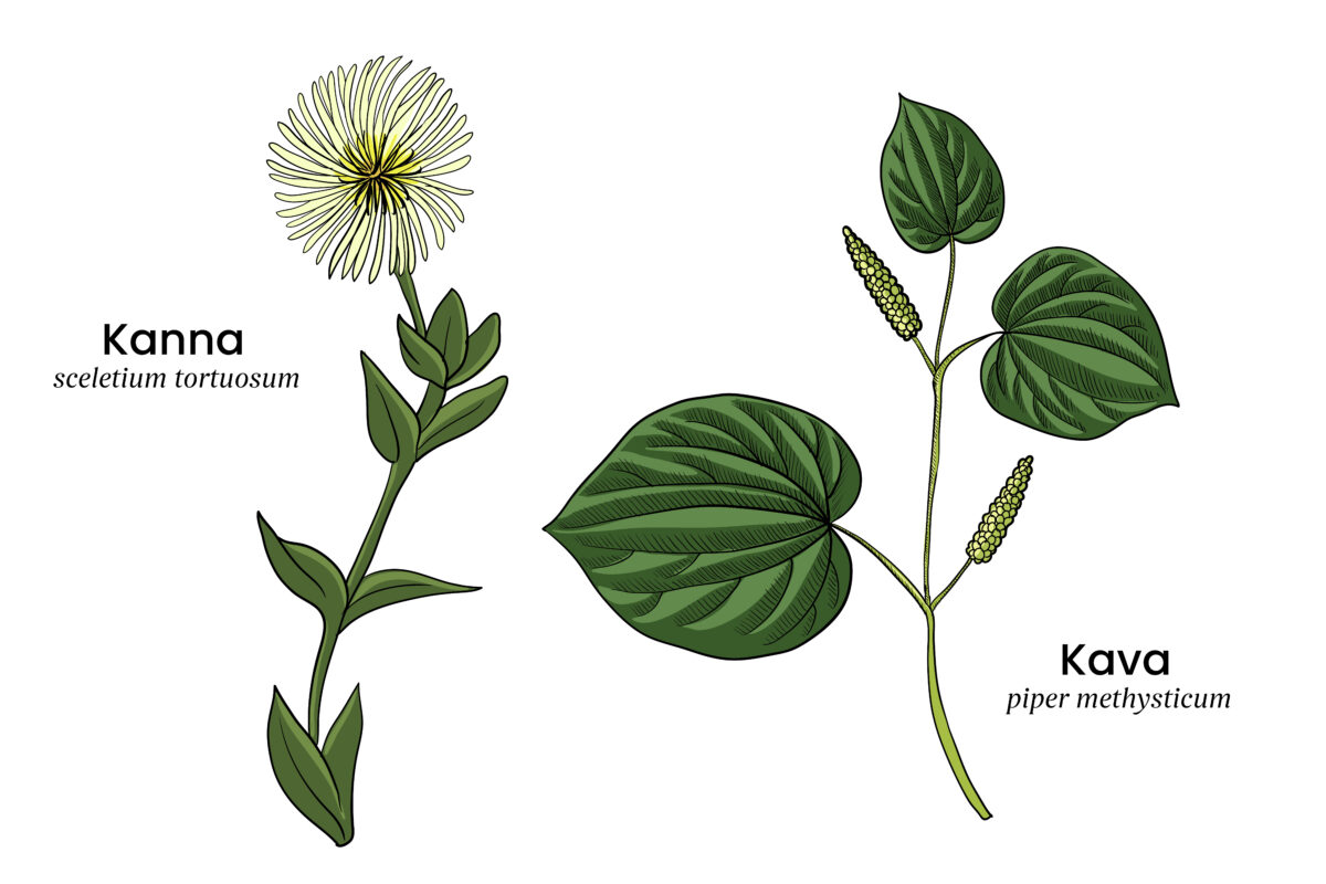 Understanding Kanna & Kava: 2 Unique, Powerful Plants | Learning Leaf